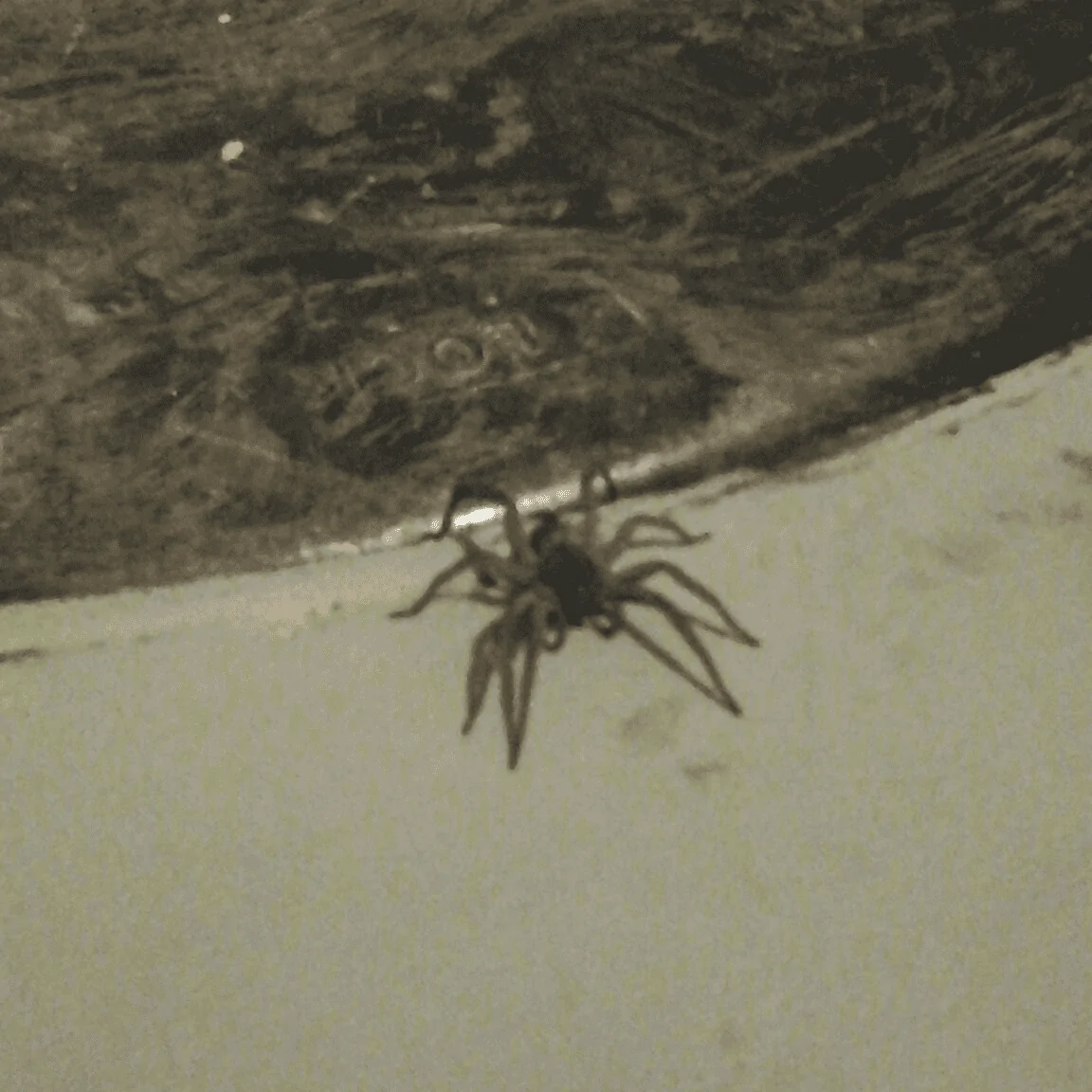 Spiders | Jeep Wrangler Forums (JL / JLU) -- Rubicon, 4xe, 392, Sahara ...
