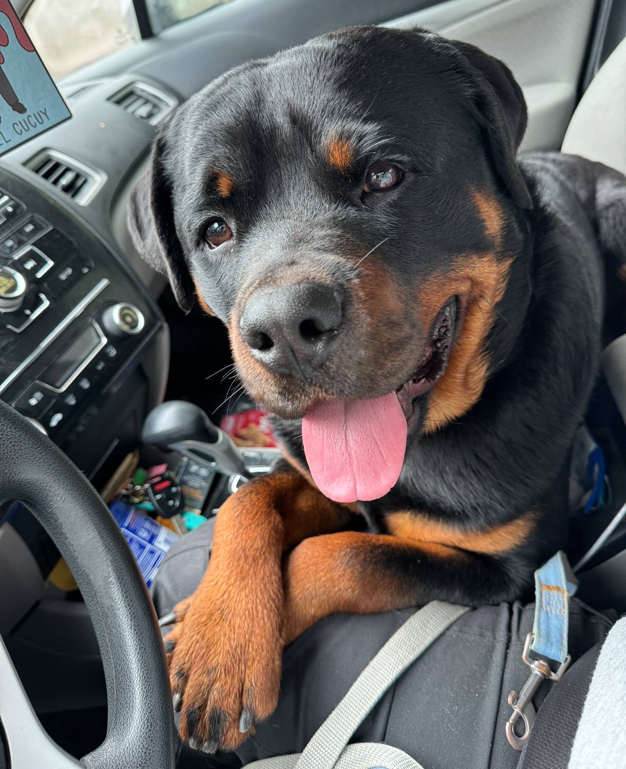 Rottweiler puppy needs rehome asap | Jeep Wrangler Forums (JL / JLU ...