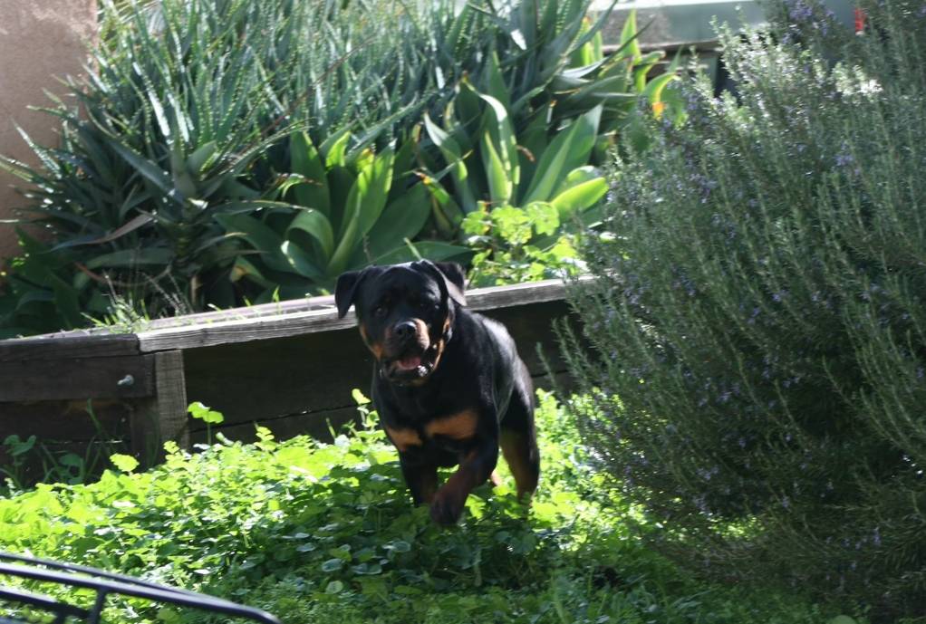Rottweiler puppy needs rehome asap | Jeep Wrangler Forums (JL / JLU ...