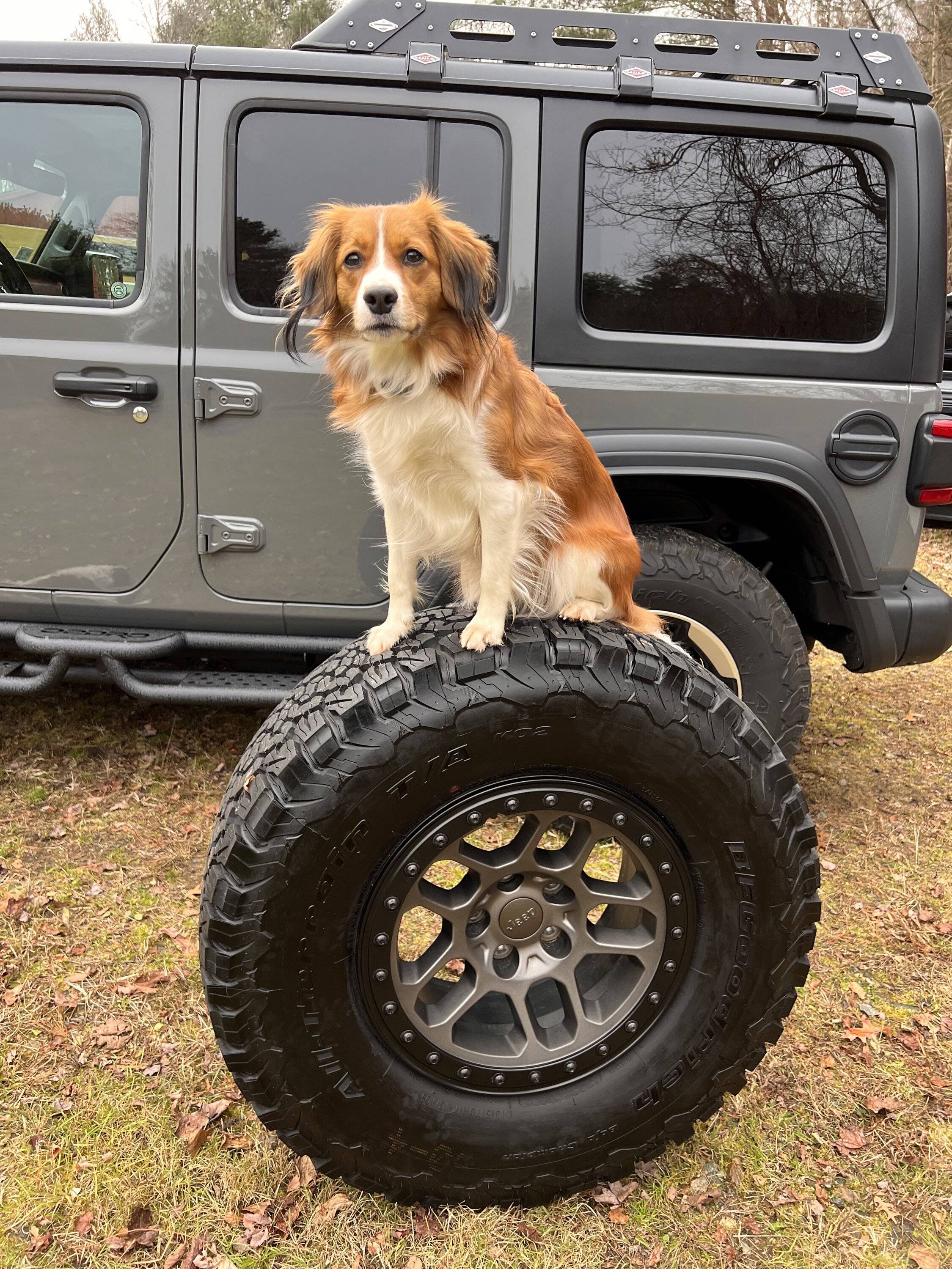 Jeep Dog pics | Page 79 | Jeep Wrangler Forums (JL / JLU) -- Rubicon ...