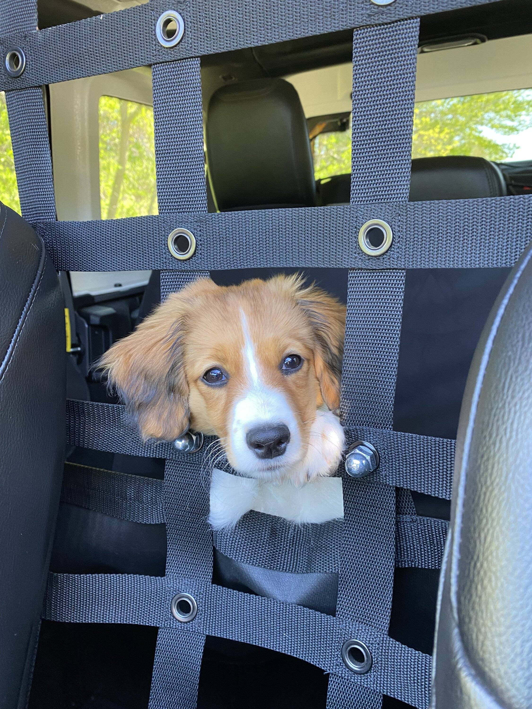 Jeep Dog pics | Page 81 | Jeep Wrangler Forums (JL / JLU) -- Rubicon ...