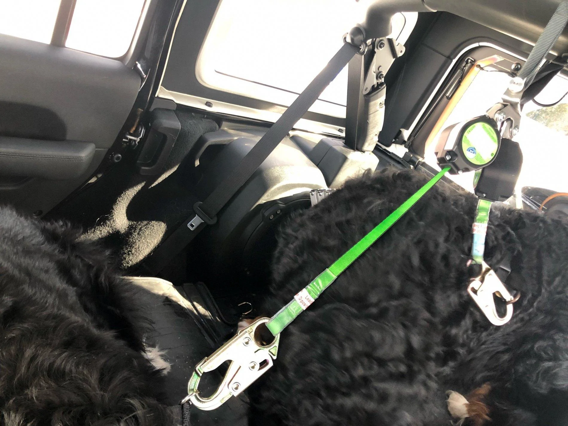 Jeeps and dogs | Page 2 | Jeep Wrangler Forums (JL / JLU) -- Rubicon ...